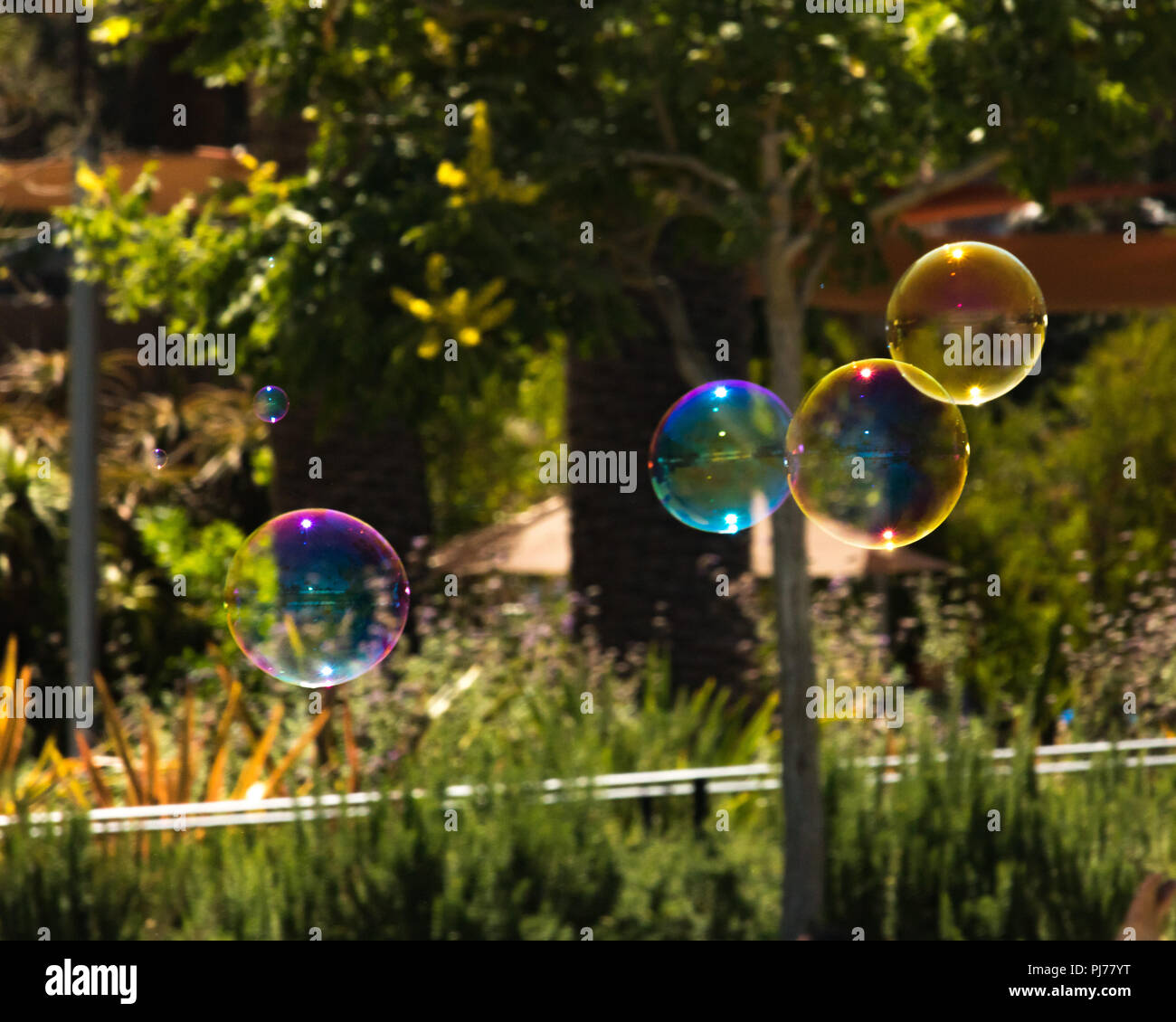 Closeup of colorful bubbles floating in background of trees with ...