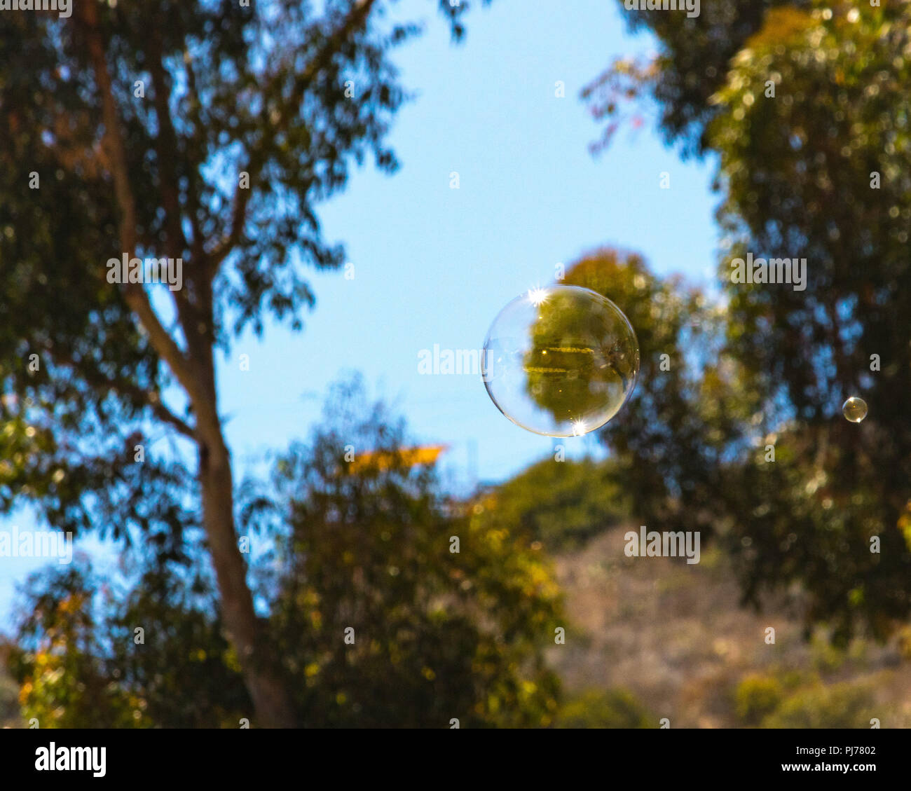 Closeup of single bubble floating in background of trees and blue sky ...