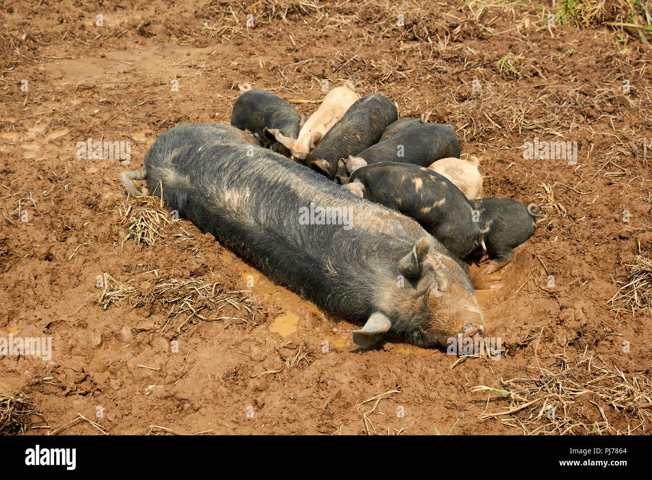 Hog wallow hi-res stock photography and images - Alamy