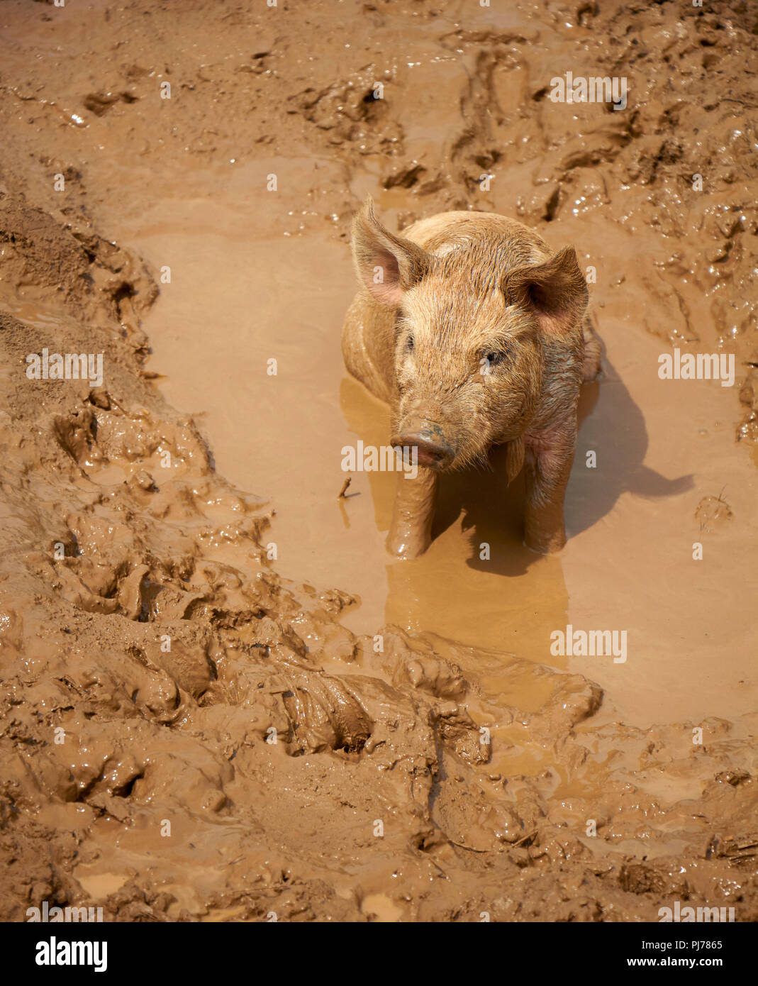 Hog hogs hi-res stock photography and images - Alamy