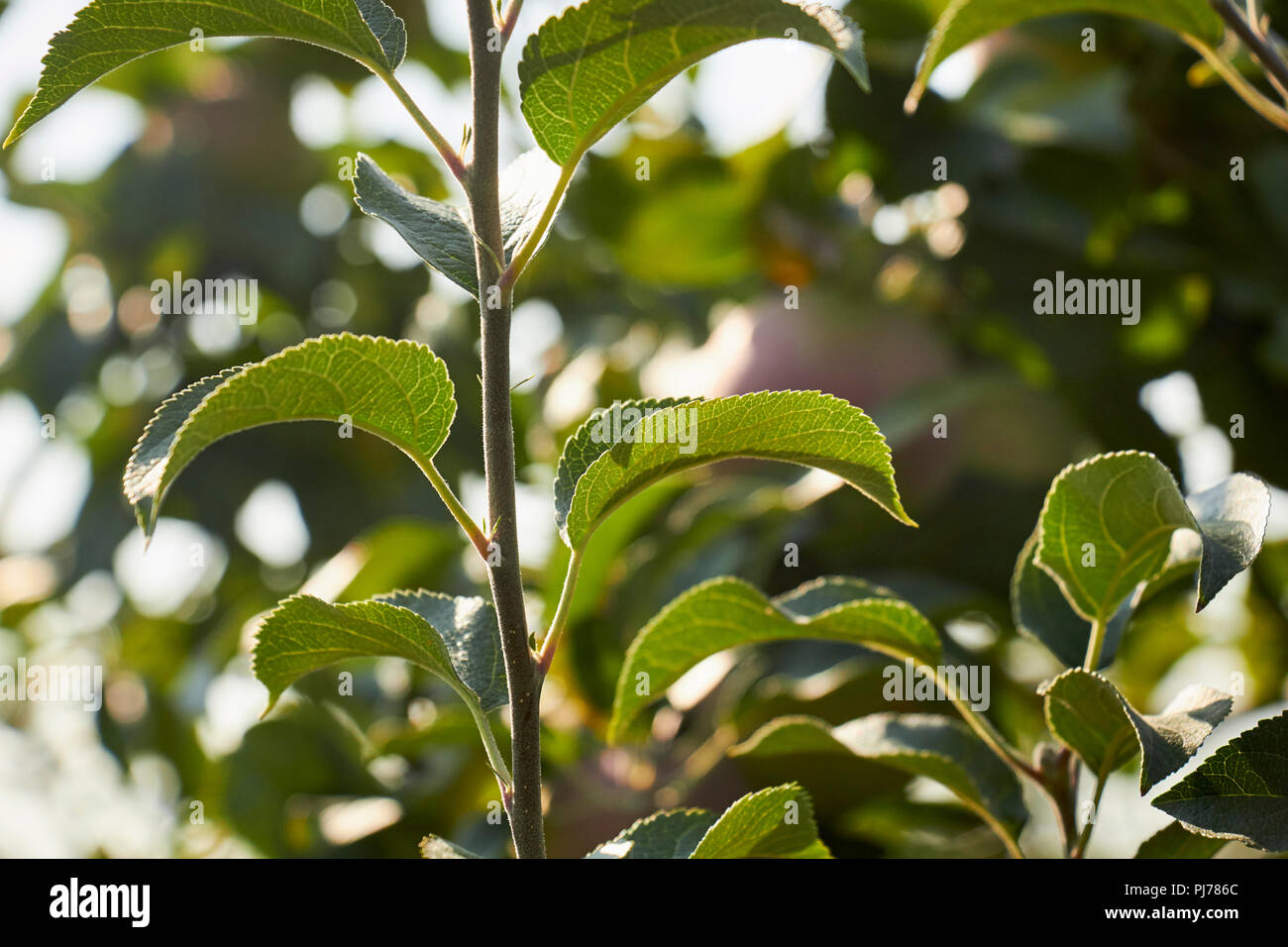 Apple tree leaves hi-res stock photography and images - Alamy