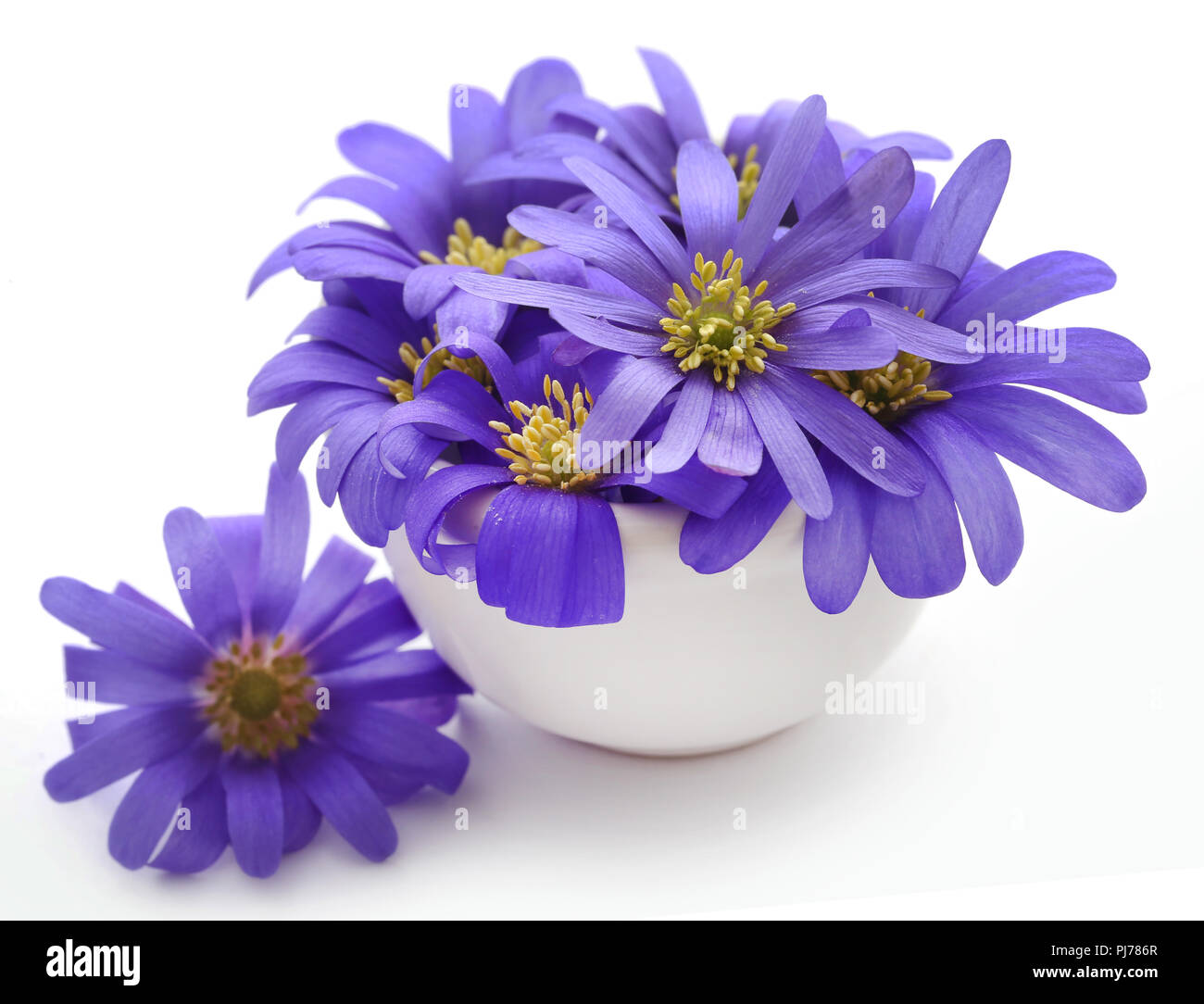 Windflowers hi-res stock photography and images - Alamy