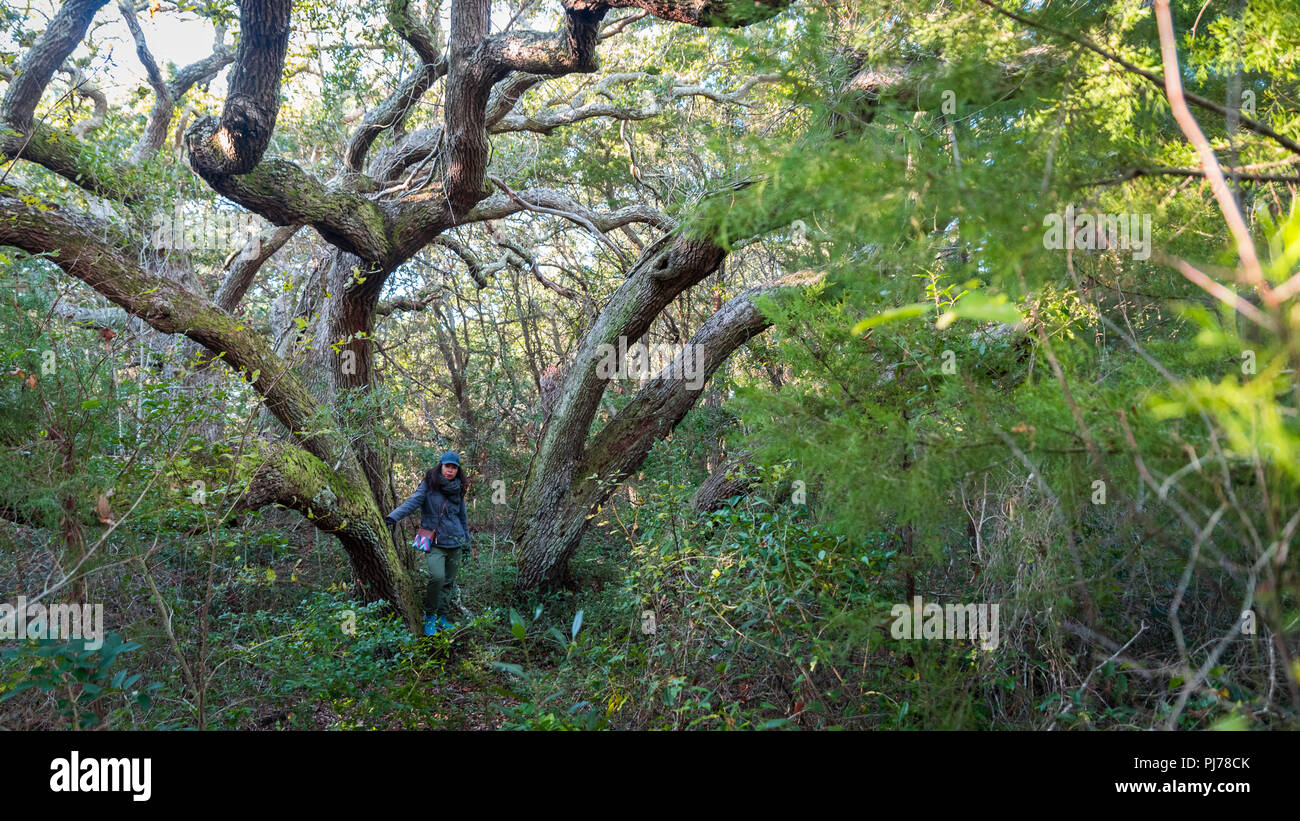 woman standing on oak tree at Hoop Pole creek preserve at North ...