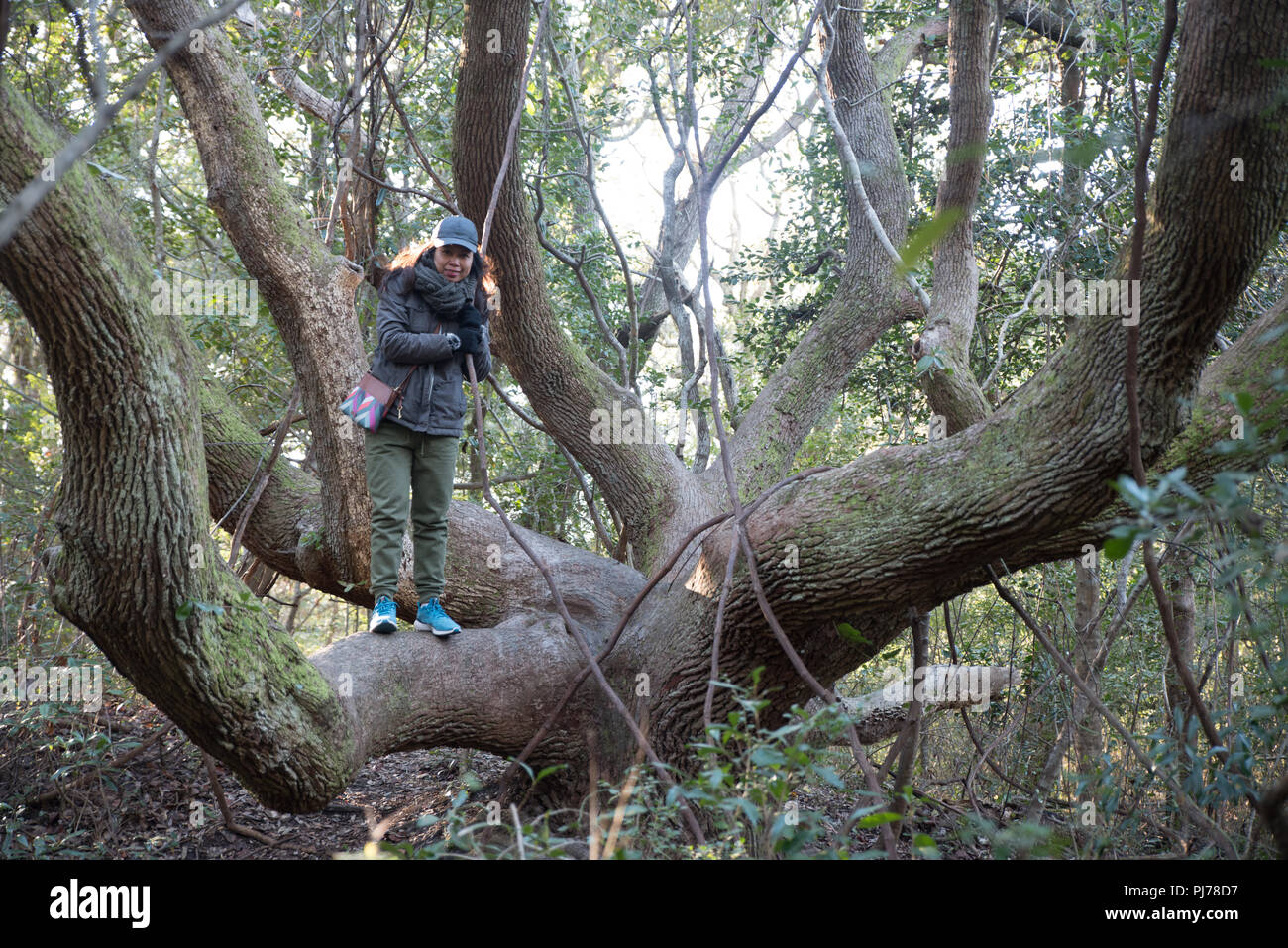 woman standing on oak tree at Hoop Pole creek preserve at North ...