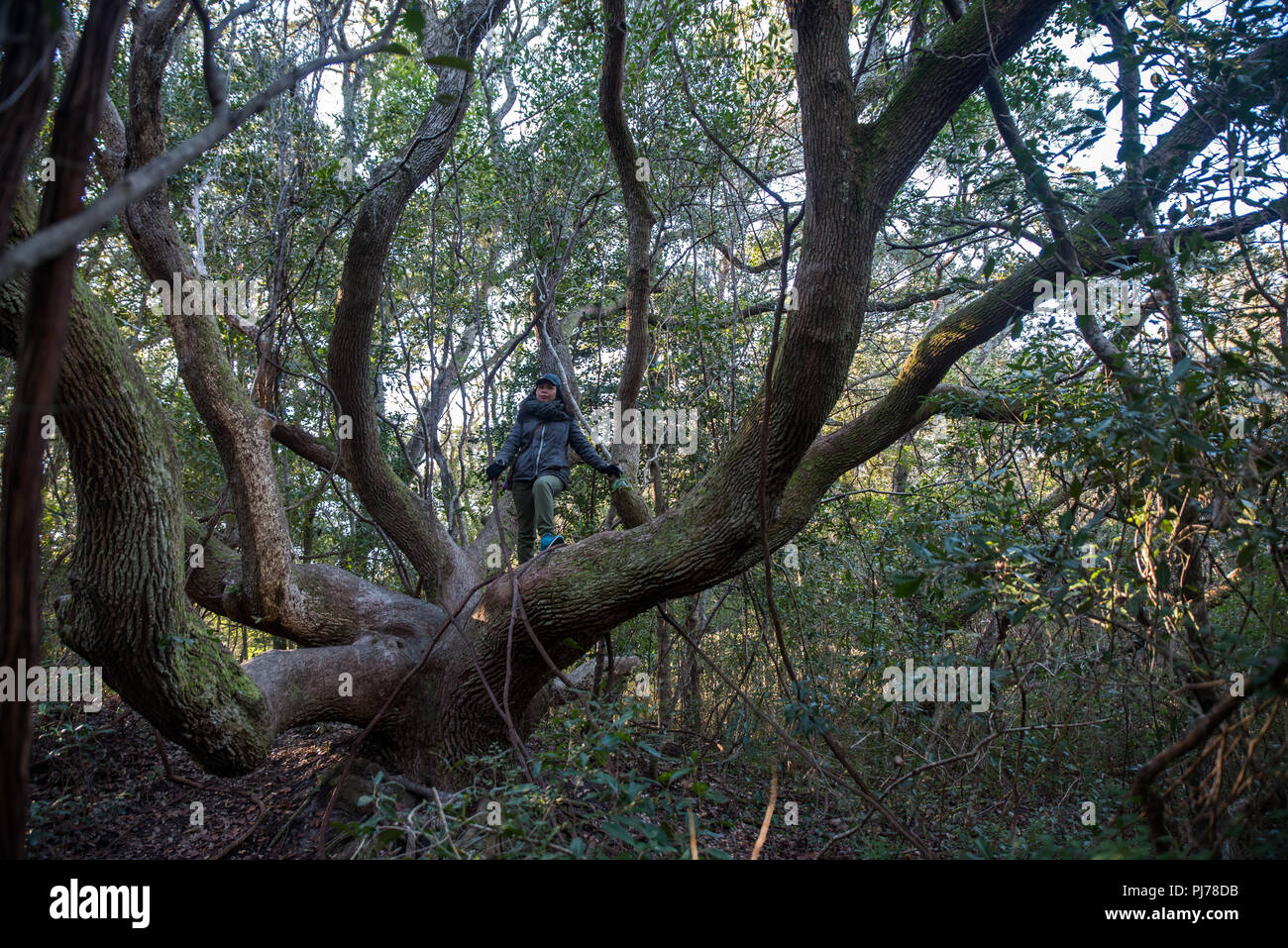 woman standing on oak tree at Hoop Pole creek preserve at North ...