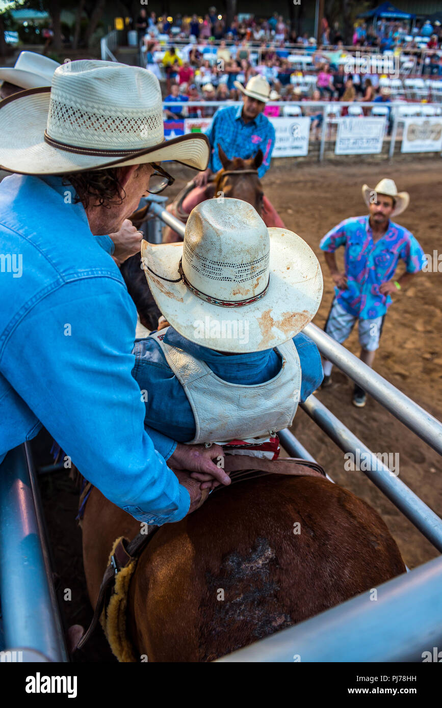 Bareback bronc rider competing in Texas rodeo. USA Stock Photo - Alamy