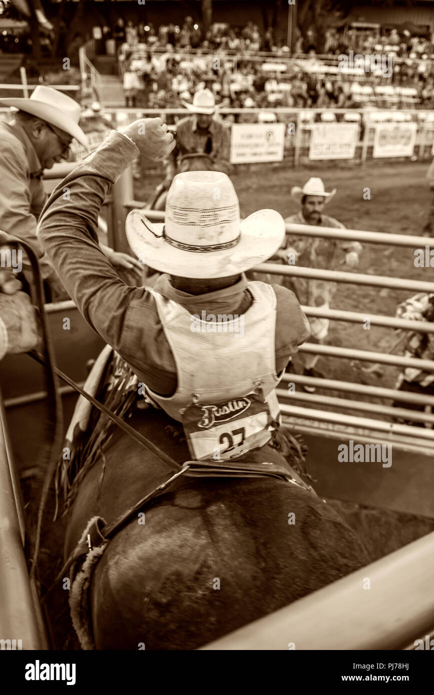Bareback bronc rider competing in Texas rodeo. USA Stock Photo - Alamy