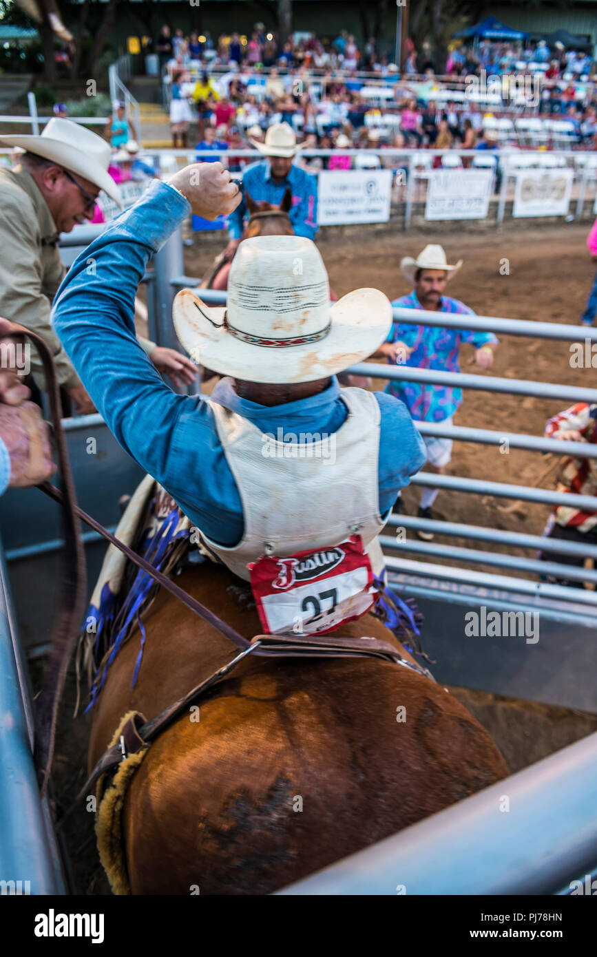 Bareback bronc rider competing in Texas rodeo. USA Stock Photo - Alamy