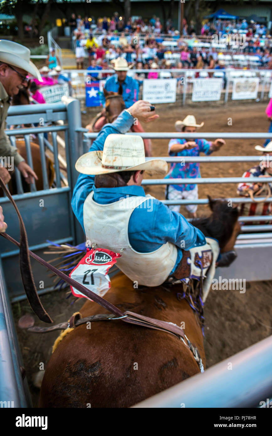 Bareback bronc rider competing in Texas rodeo. USA Stock Photo - Alamy