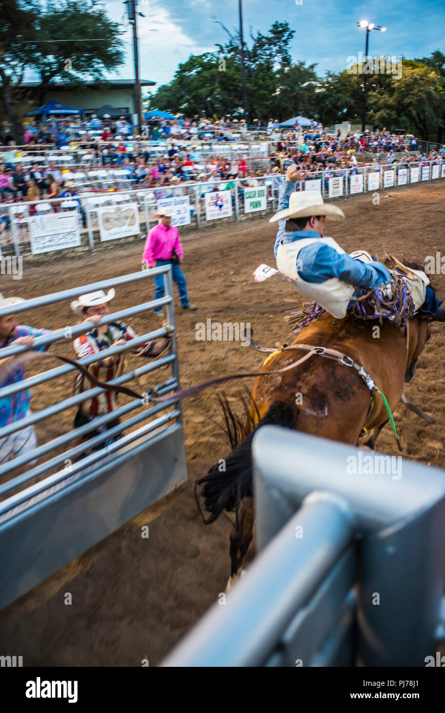 Bareback bronc rider competing in Texas rodeo. USA Stock Photo - Alamy