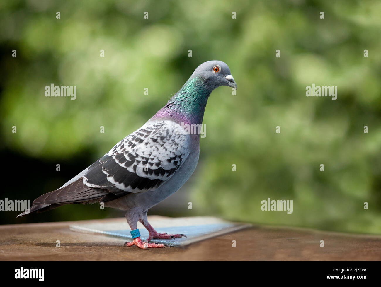 close up full body of speed racing pigeon Stock Photo - Alamy