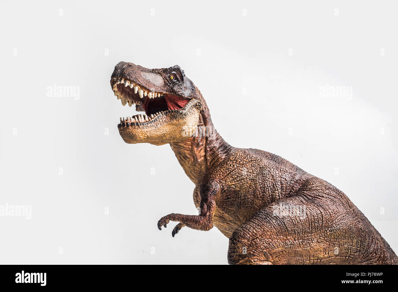 dinosaur , T-rex , Tyrannosaurus on white background Stock Photo - Alamy