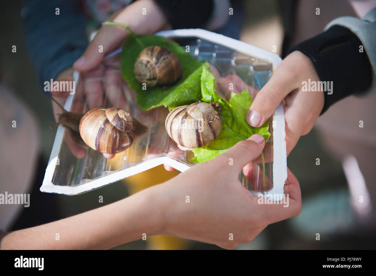 Hand holding snails hi-res stock photography and images - Alamy