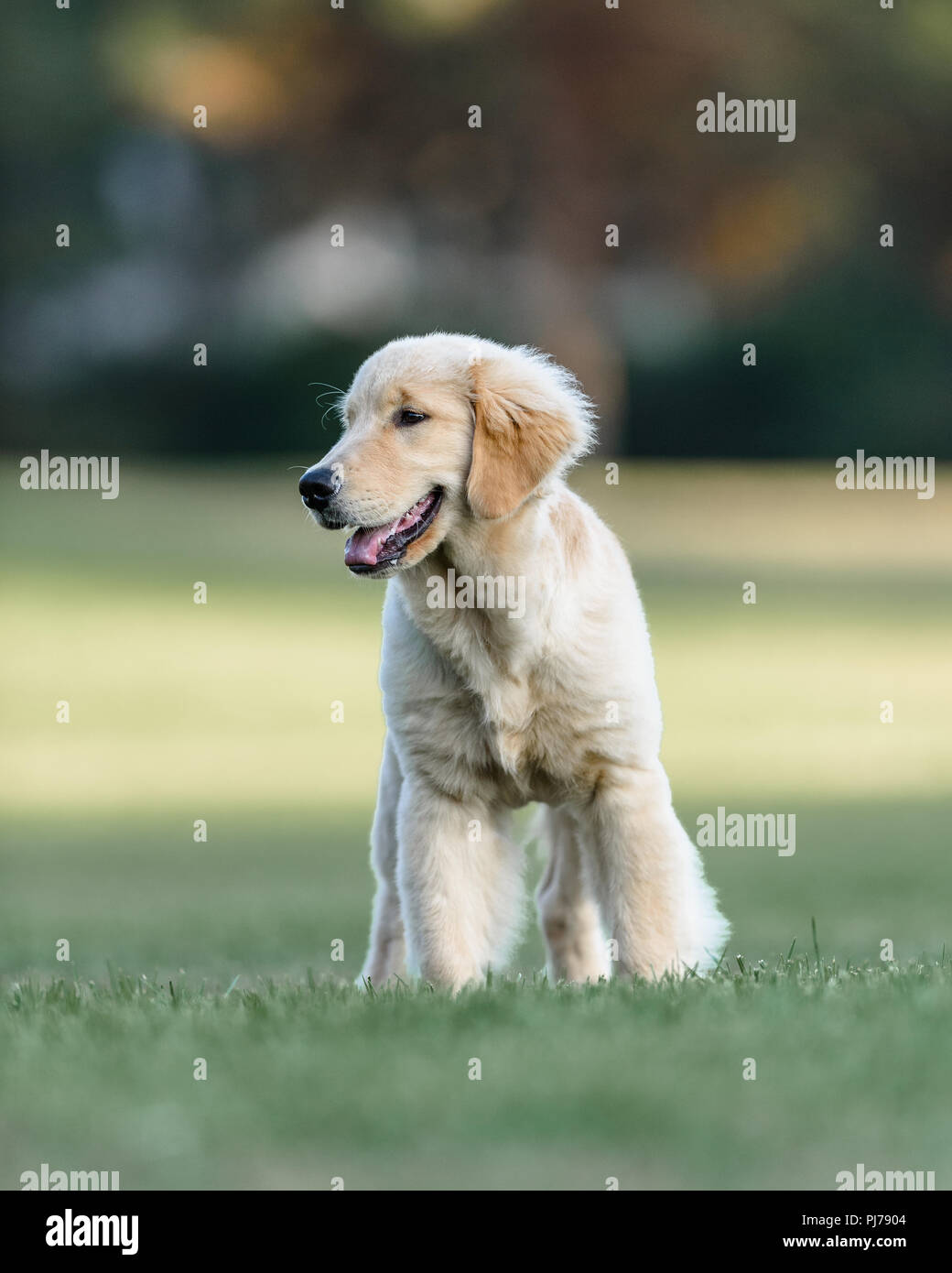 Golden Retriever Puppies Playing Fetch