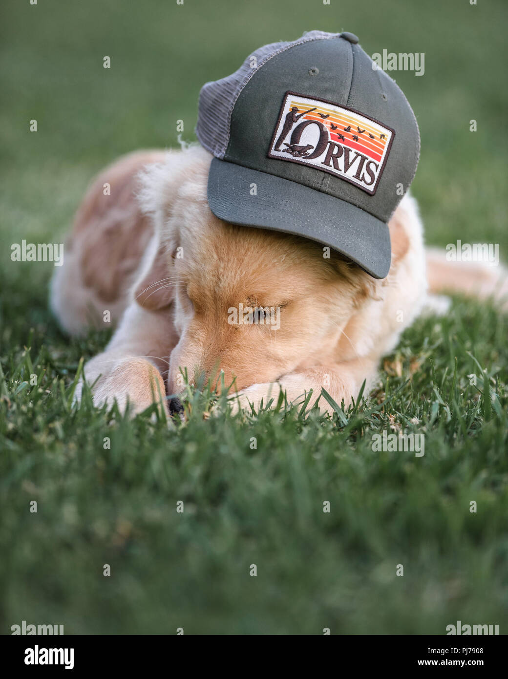 Huntington Beach, CA. Four month old golden retriever puppy wearing ...