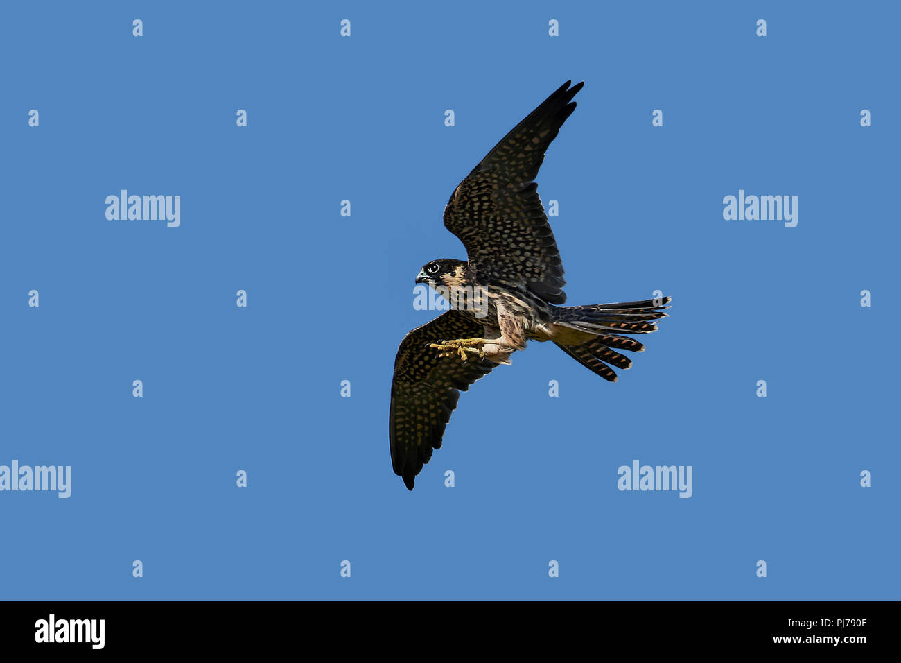 Eurasian hobby in flight in its natural habitat in Denmark Stock Photo ...