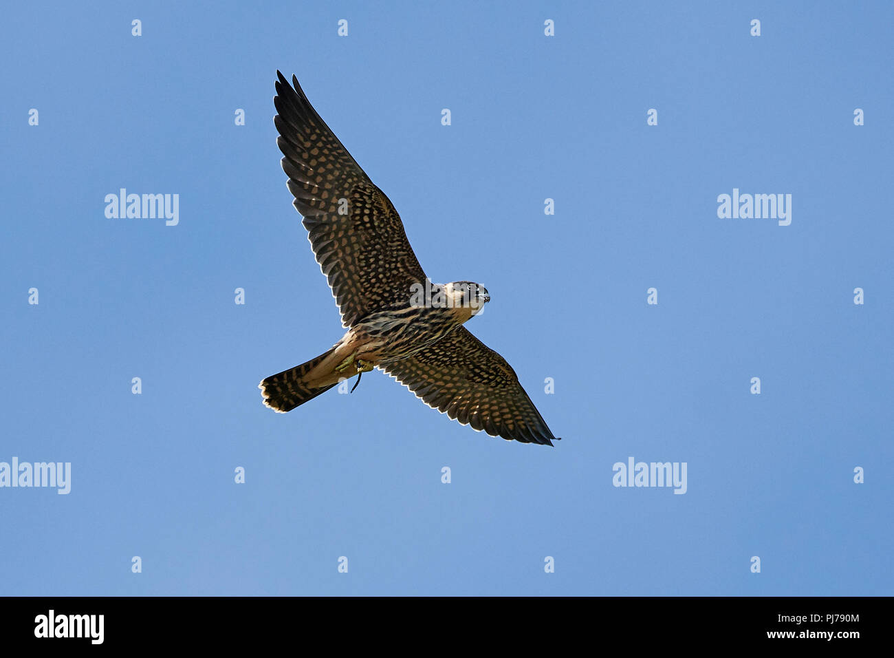 Eurasian hobby in flight in its natural habitat in Denmark Stock Photo ...