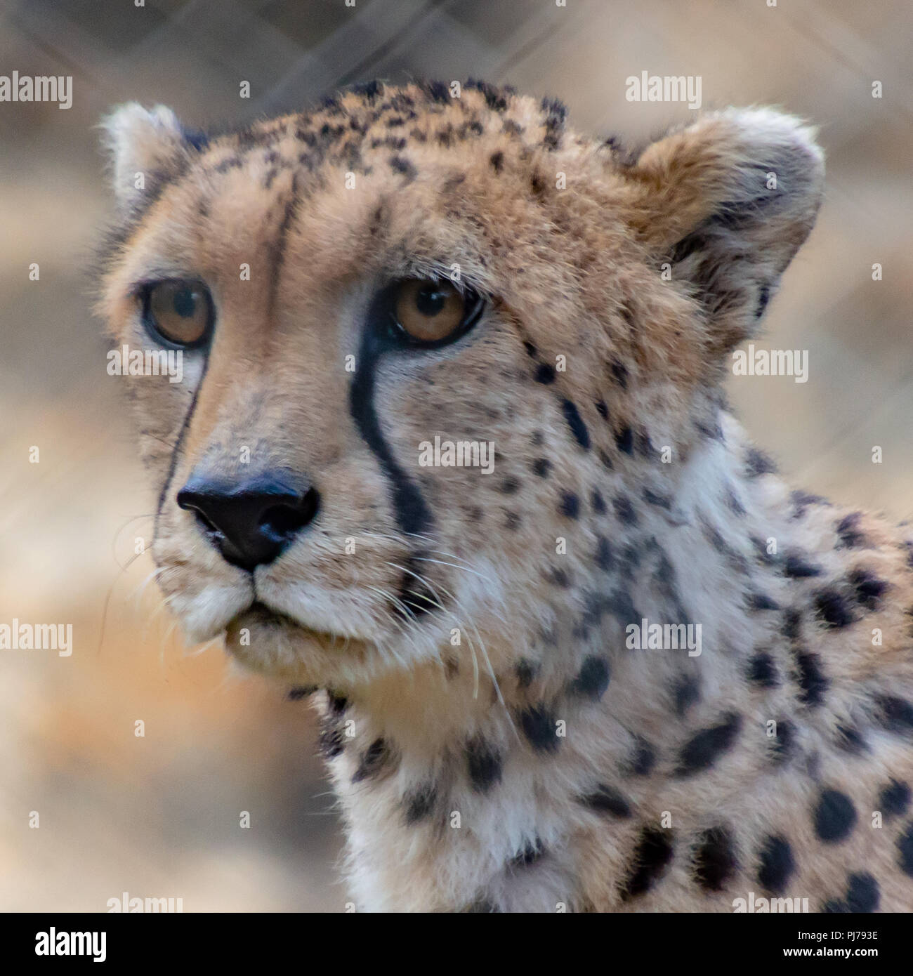 Wildlife photography cheetah hi-res stock photography and images - Alamy