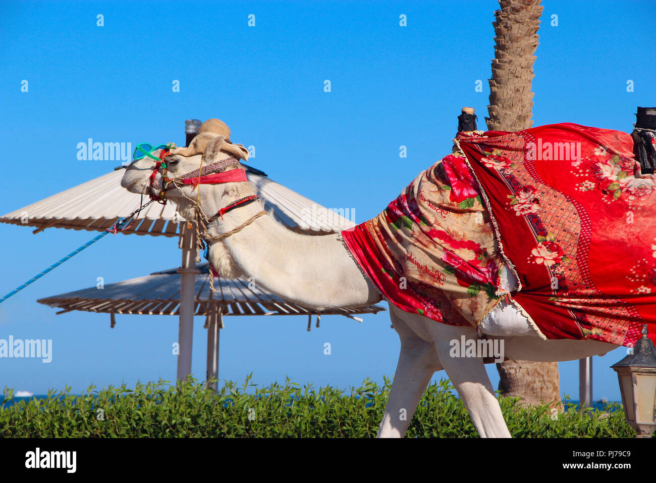 White camel on walk. Camel led on leash in Egypt. Egyptian promenade ...