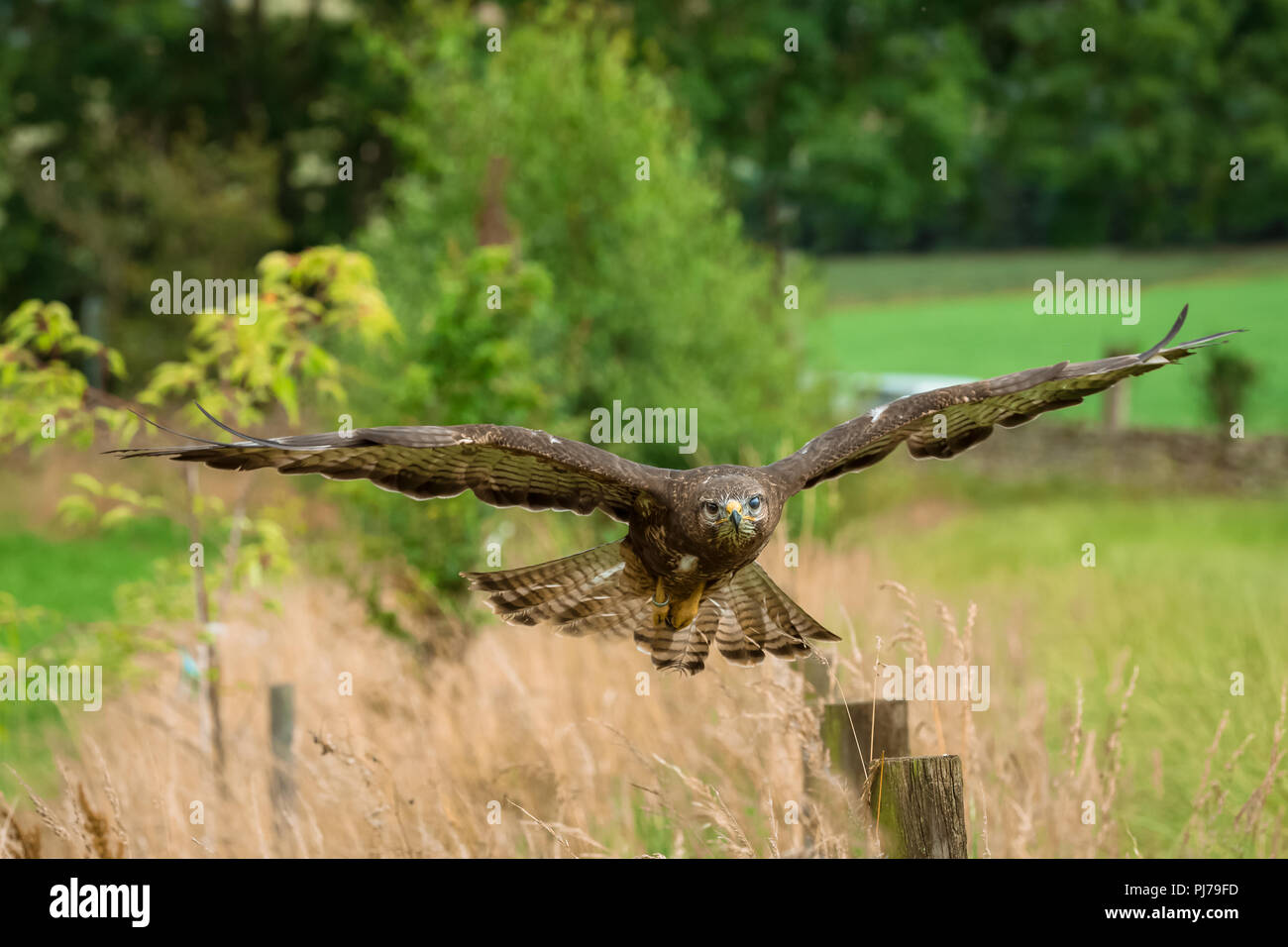 Buzzard flying hi-res stock photography and images - Alamy