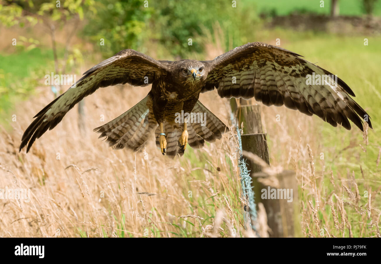 Buzzard flying hi-res stock photography and images - Alamy