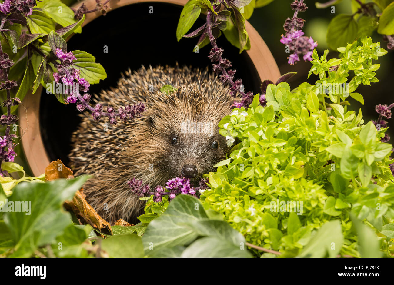 Hedgehog inside a pipe hi-res stock photography and images - Alamy