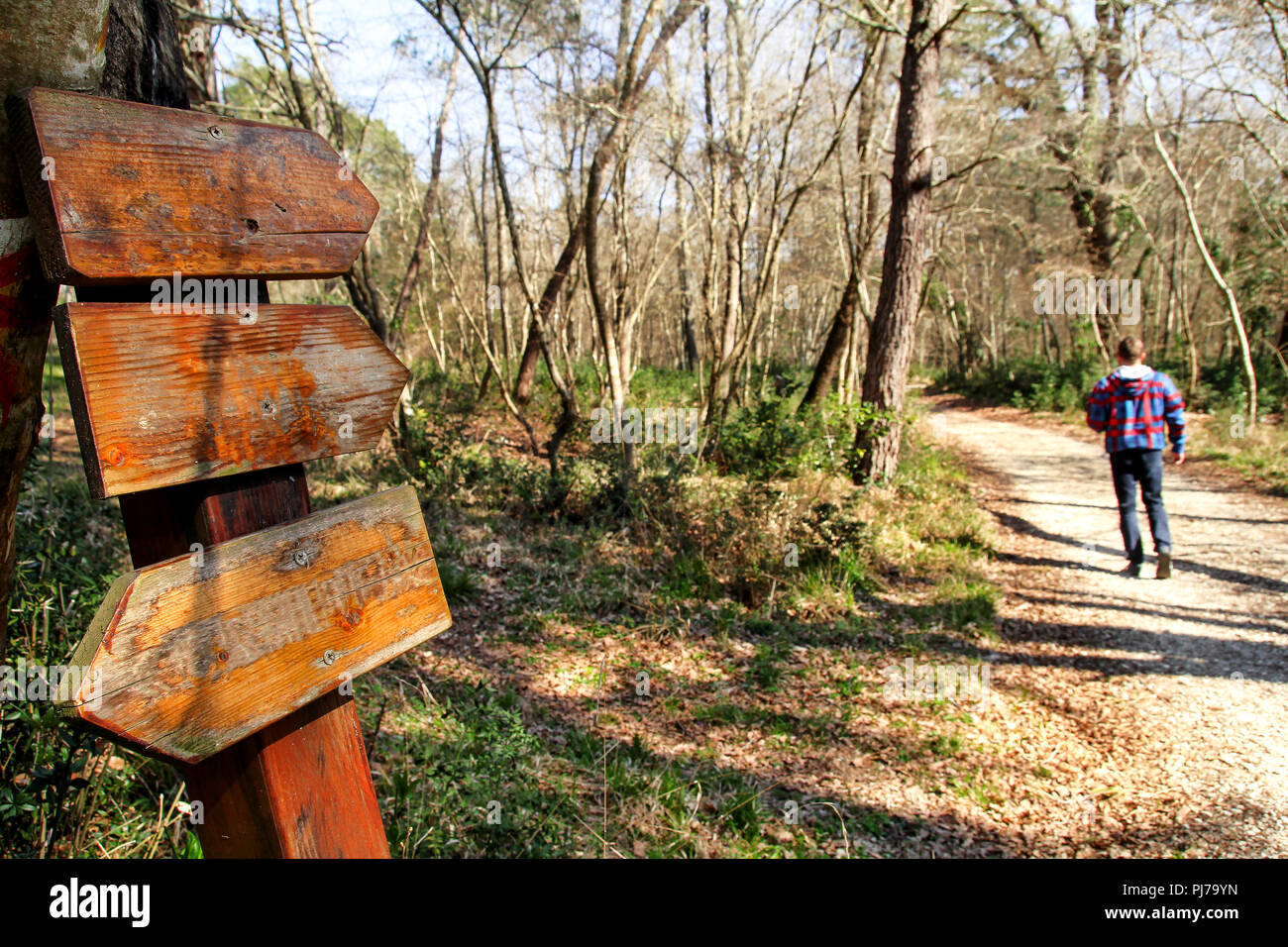 A signpost by the roadside in the nature of forest. The man passerby ...