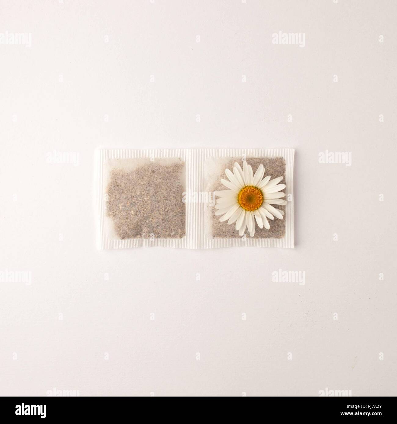 Close up of tea time. Dry camomile tea in the tea bag, minimal concept ...