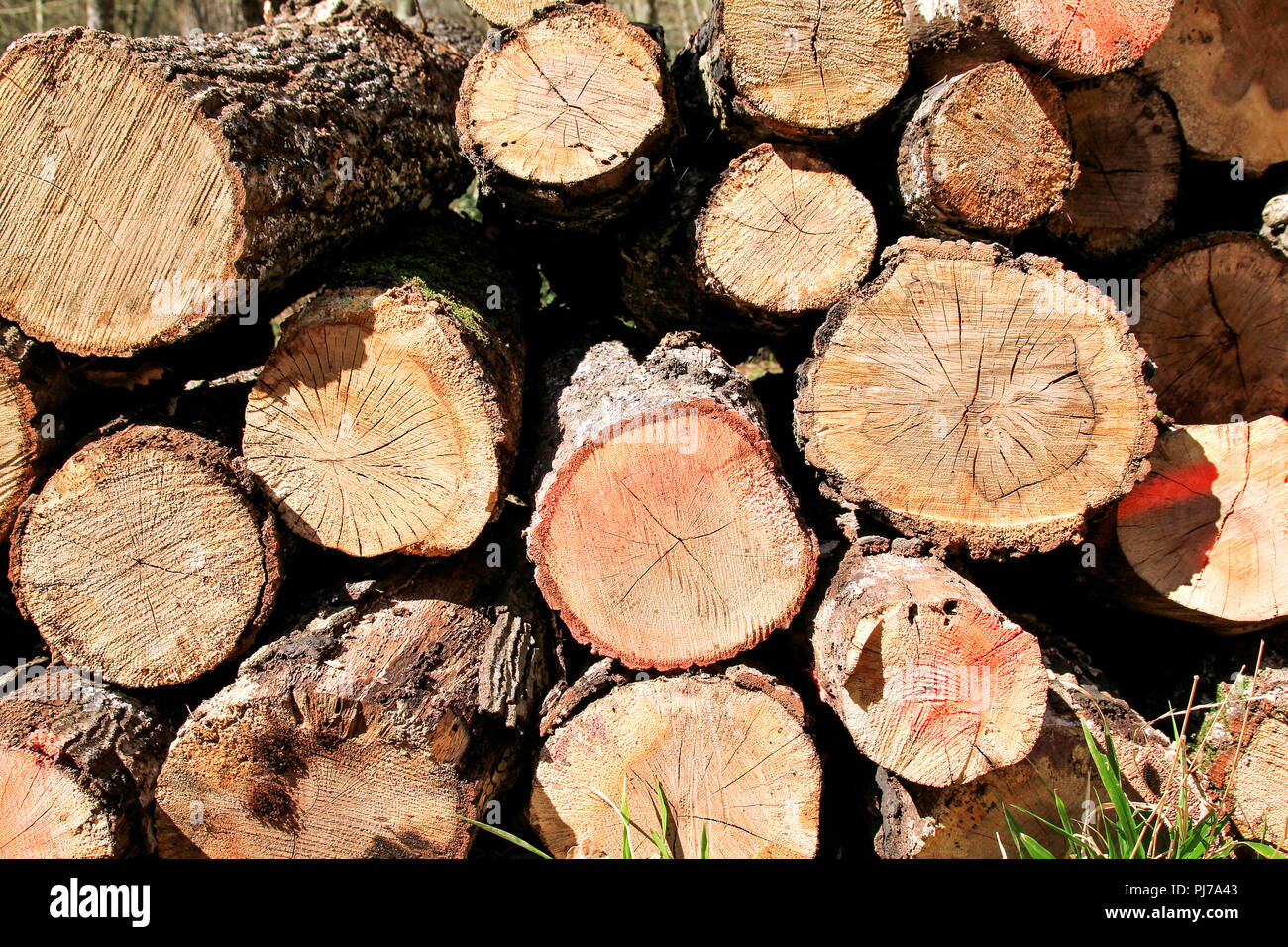 Trunks of trees piled in forest, close up. Wood industry. Pile of wood ...