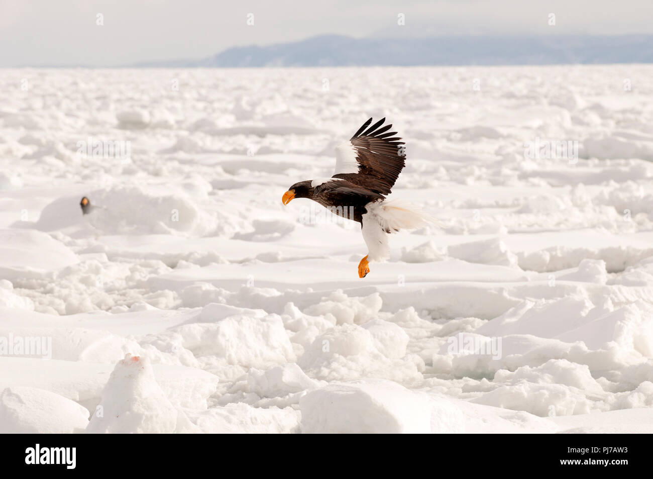 Steller's sea eagle (Haliaeetus pelagicus) flying, Russia Stock Photo ...