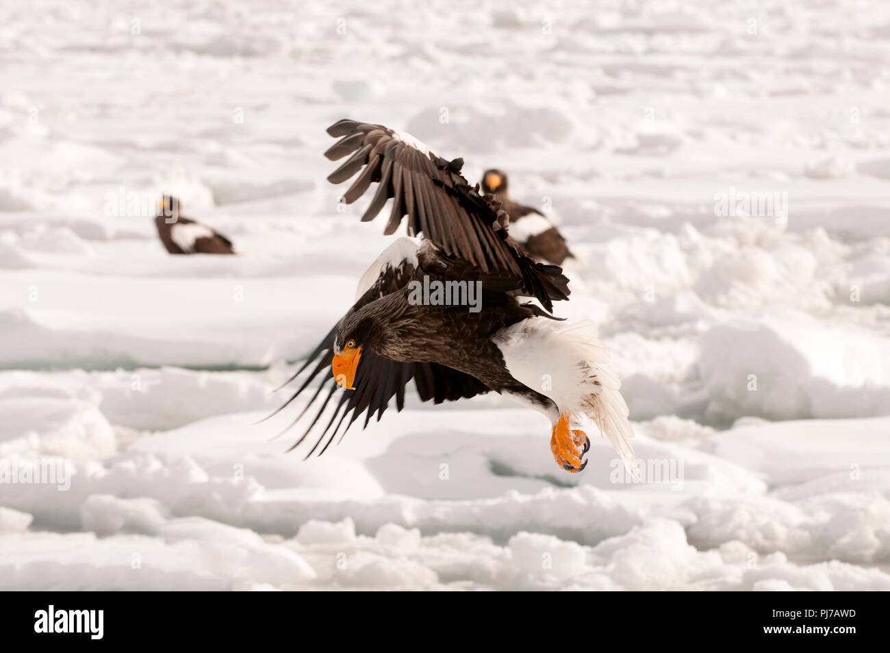 Steller's sea eagle (Haliaeetus pelagicus) flying, Russia Stock Photo ...