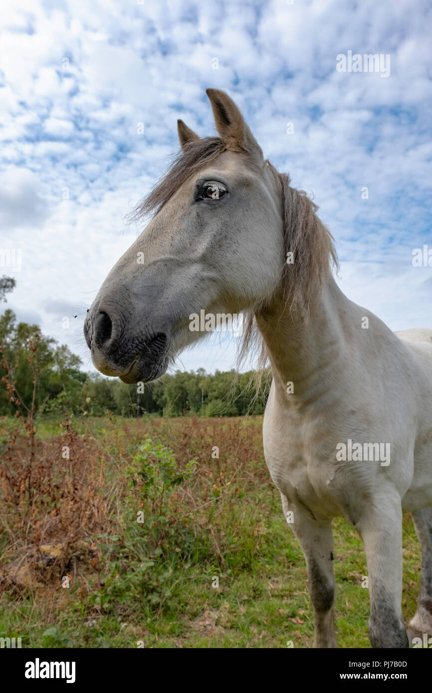 Dartmoor Pony grazing on Litcham Common, Litcham, Kings Lynn, Norfolk ...