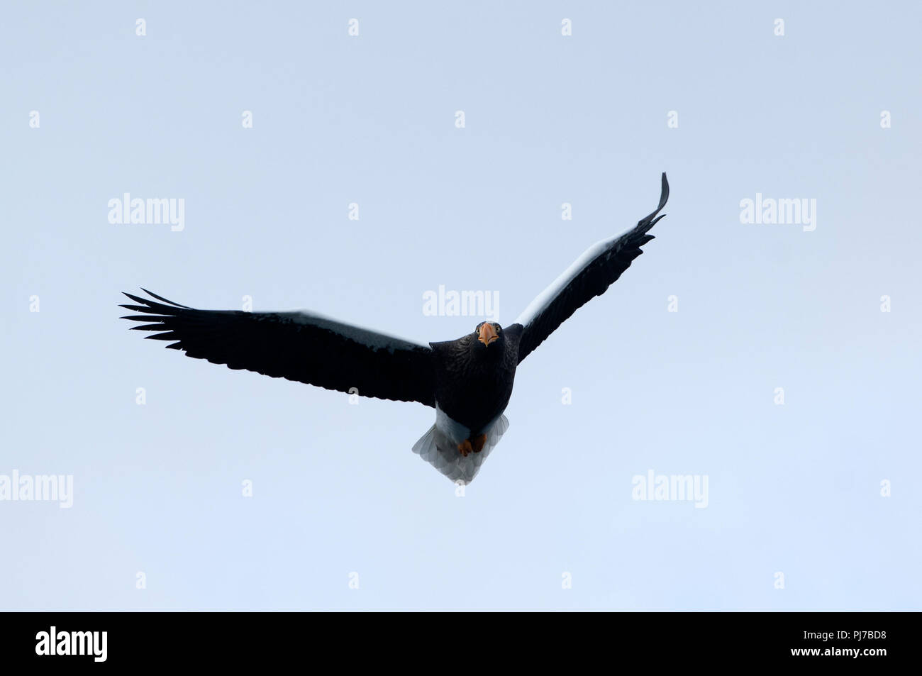 Steller's sea eagle (Haliaeetus pelagicus) flying, Japan Stock Photo ...