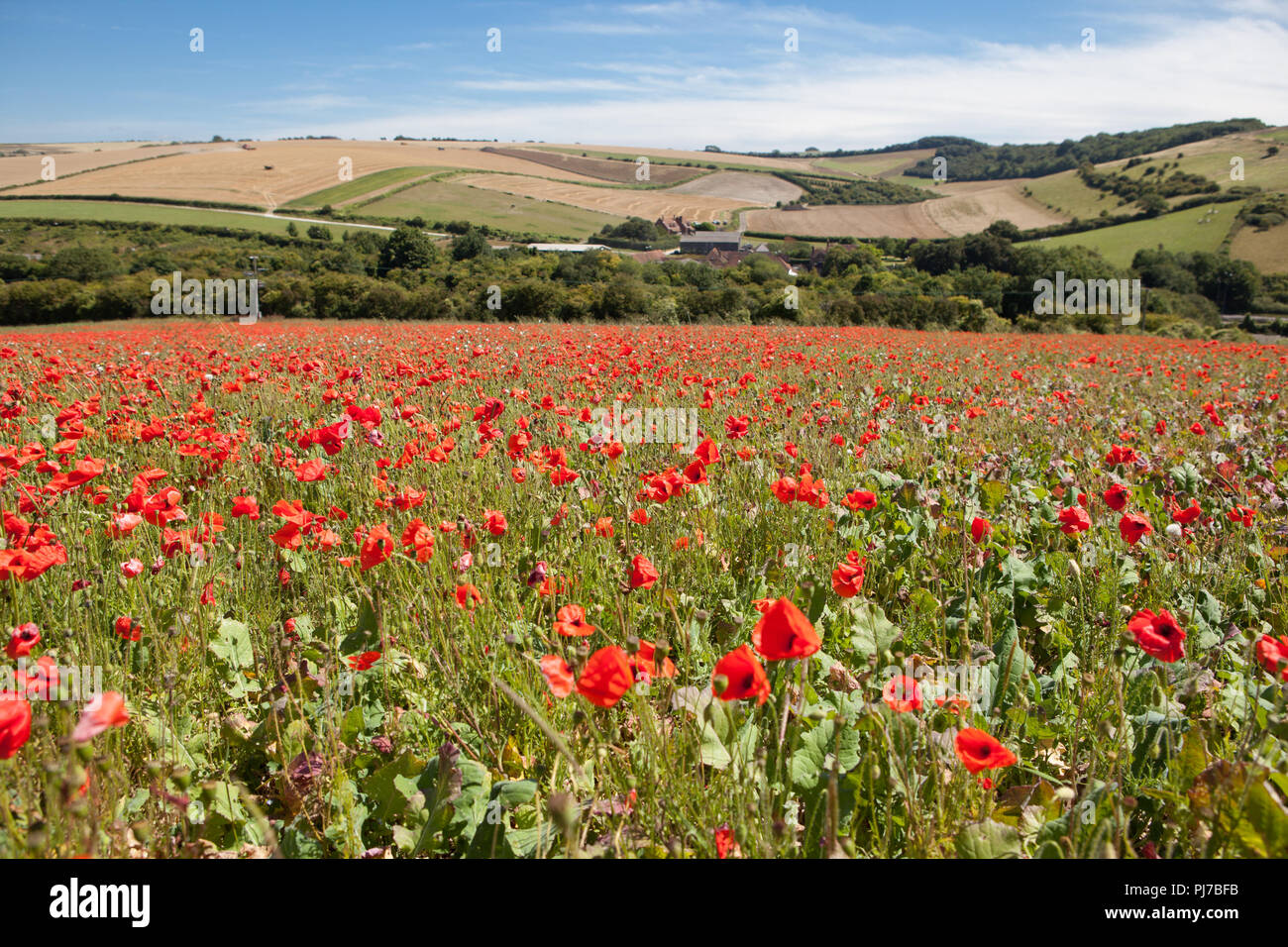 Poppies south downs east sussex hi-res stock photography and images - Alamy