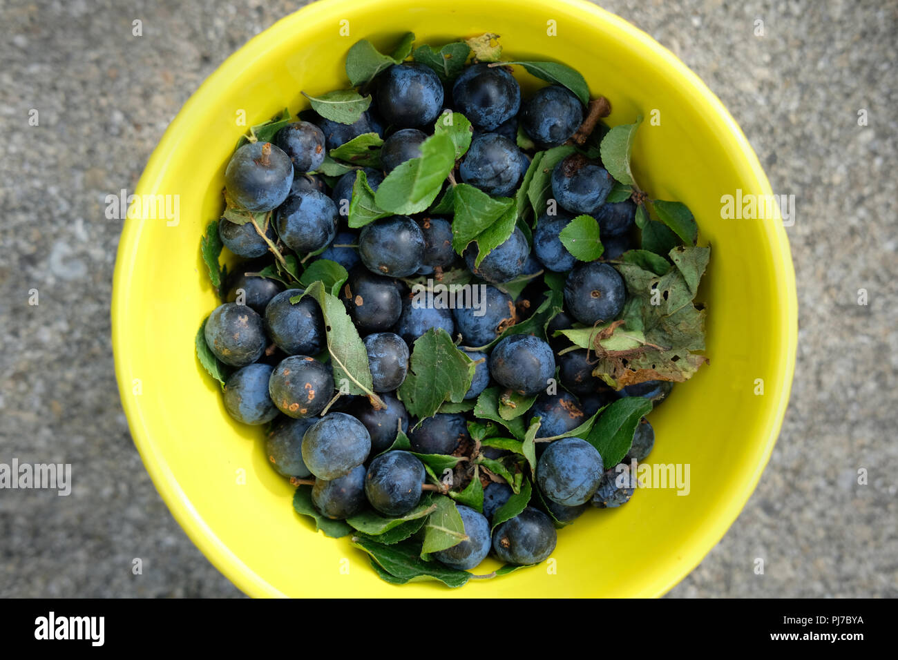Sloe Berries Gb High Resolution Stock Photography and Images - Alamy
