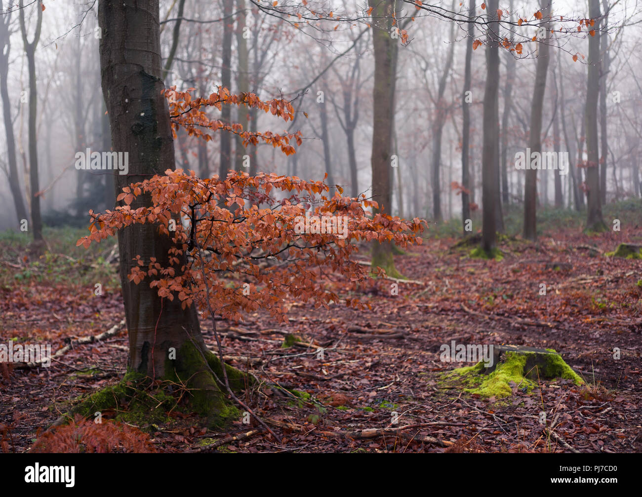 English woods in winter: forest in East Sussex on a foggy day ...