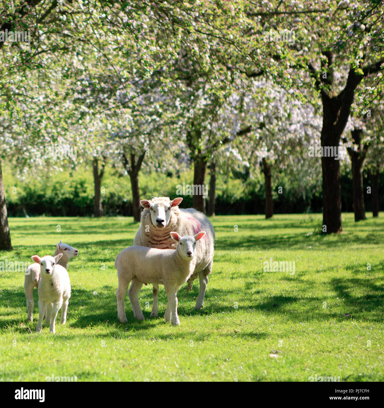 Sheep uk orchard hi-res stock photography and images - Alamy