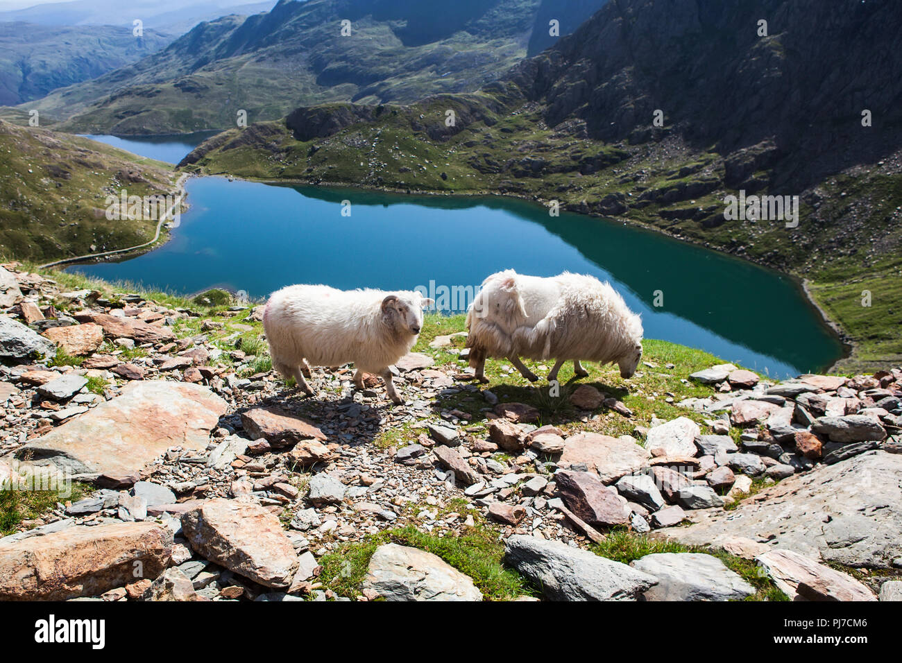 Snowdon mountain sheep hi-res stock photography and images - Alamy