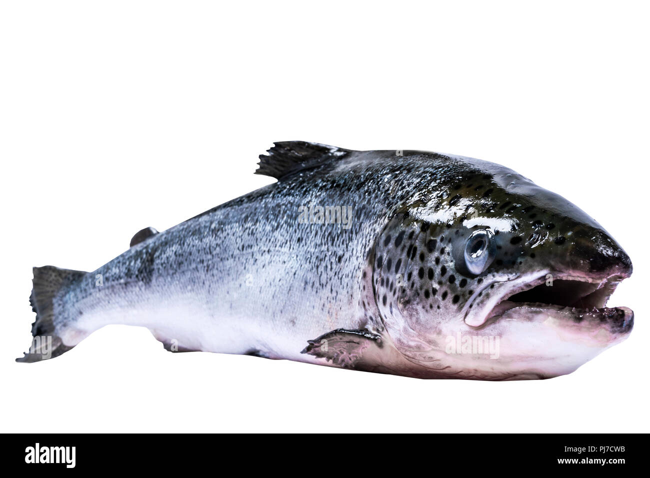 Salmon fish isolated on white background. Fresh wild salmon isolated on ...