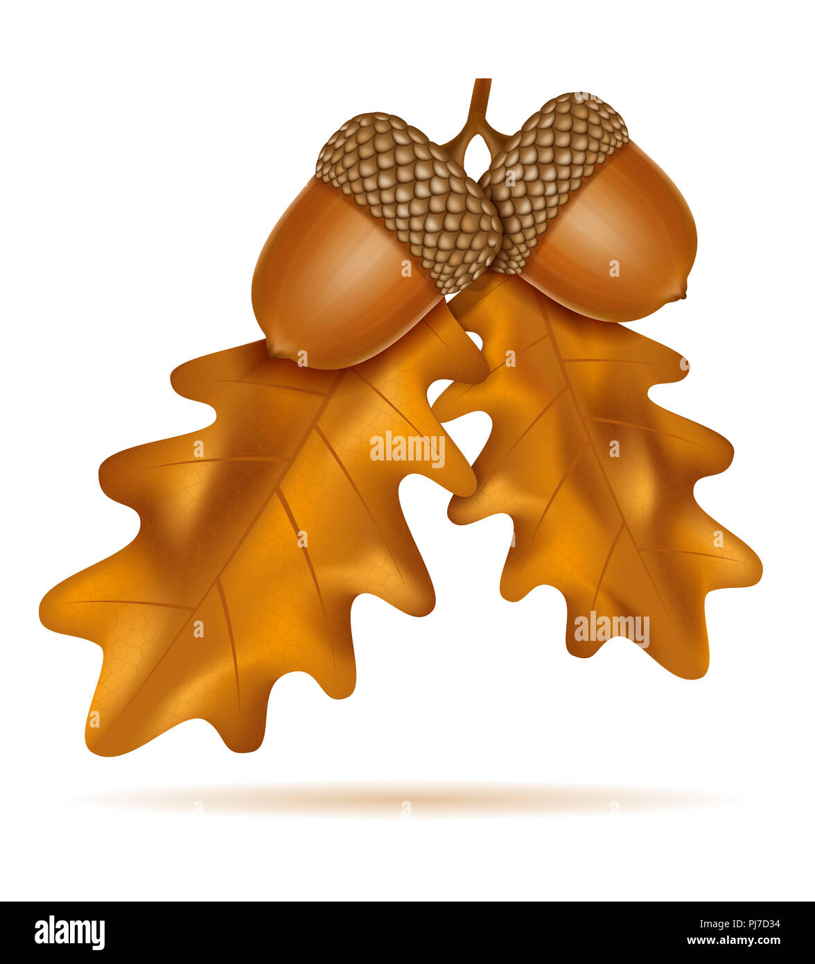 autumn oak acorns with leaves vector illustration isolated on white ...