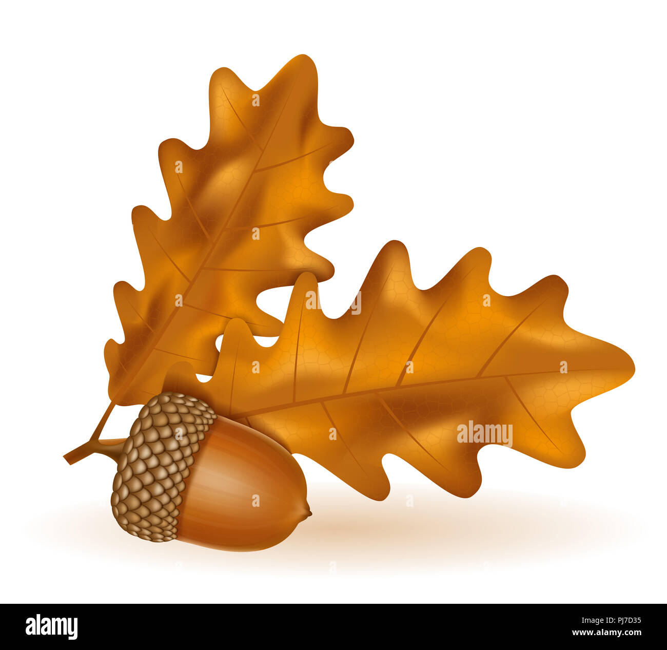 autumn oak acorns with leaves vector illustration isolated on white ...