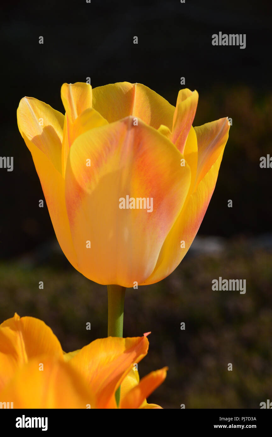 Tulipa ballerina flower hi-res stock photography and images - Alamy