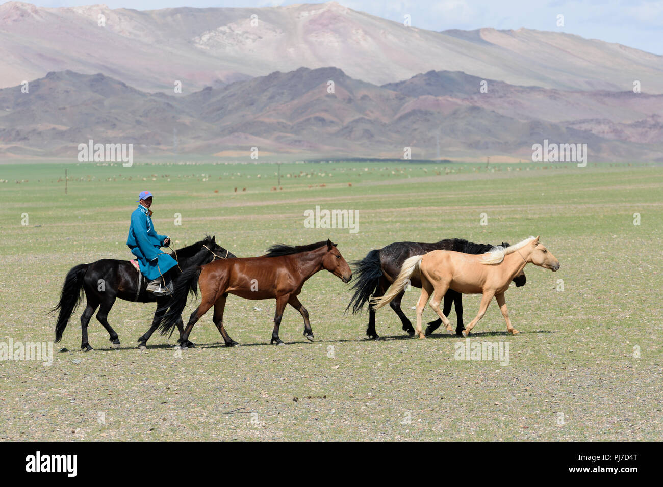 Mongolian Steppe Horse