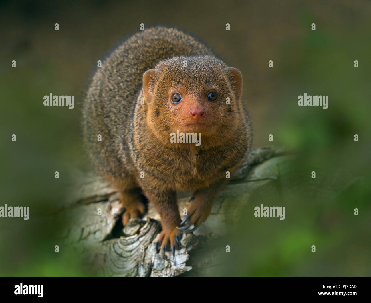 Mongoose head hi-res stock photography and images - Alamy