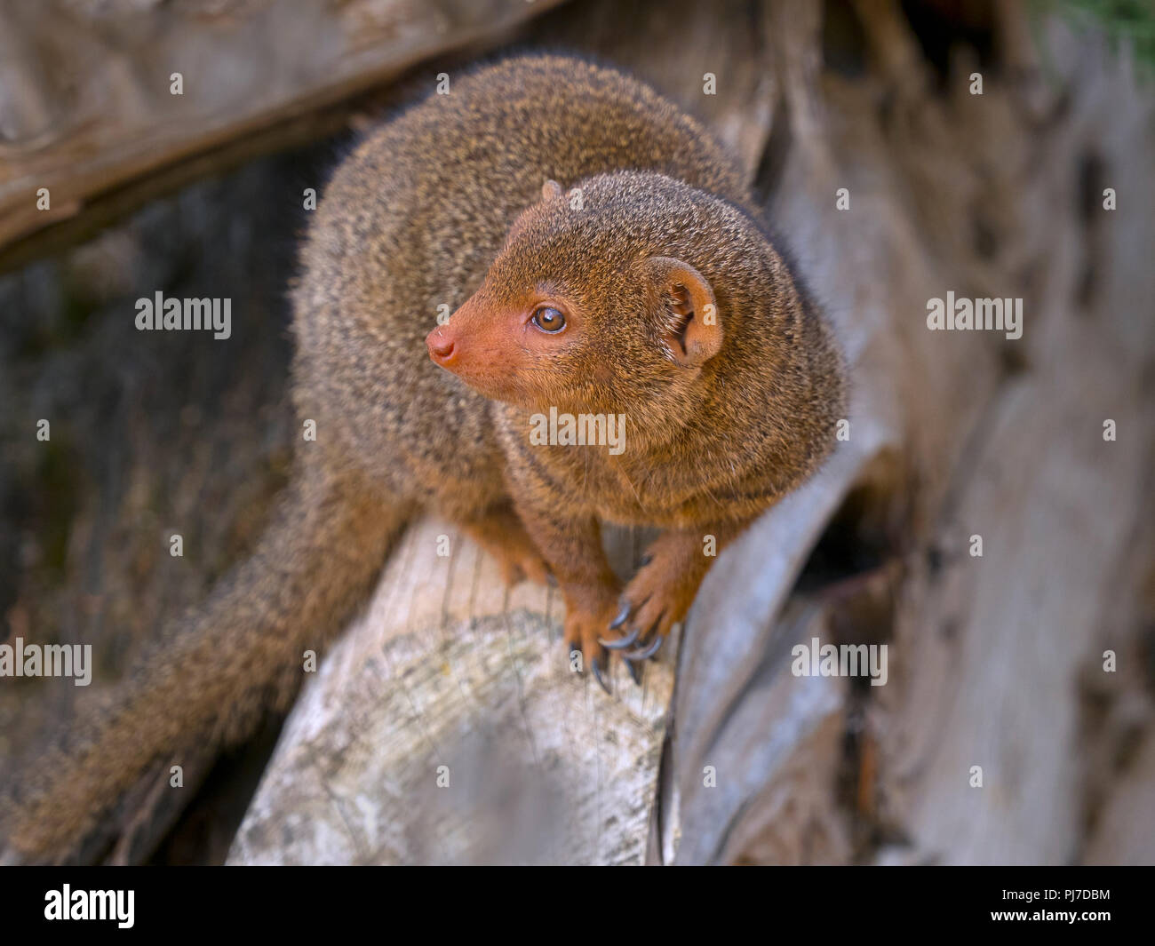 Mongoose Species High Resolution Stock Photography and Images - Alamy