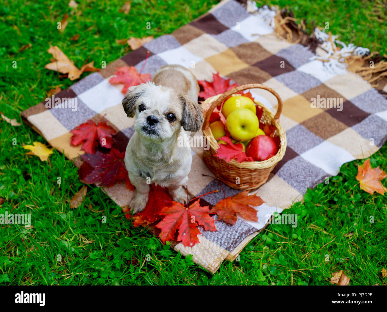 Dog picnic basket grass hi-res stock photography and images - Alamy