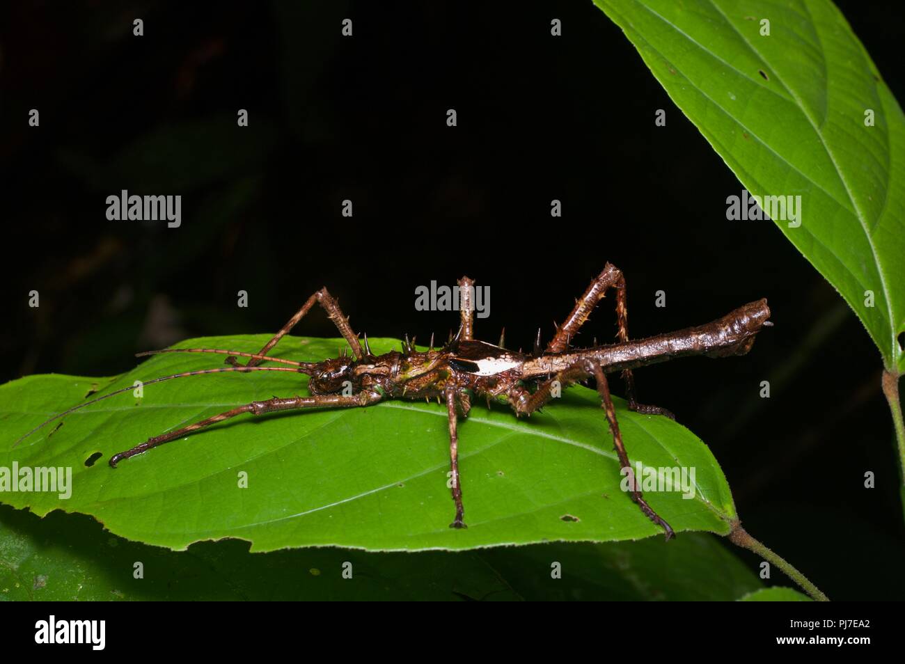 Tropical rainforest stick insect hi-res stock photography and images ...