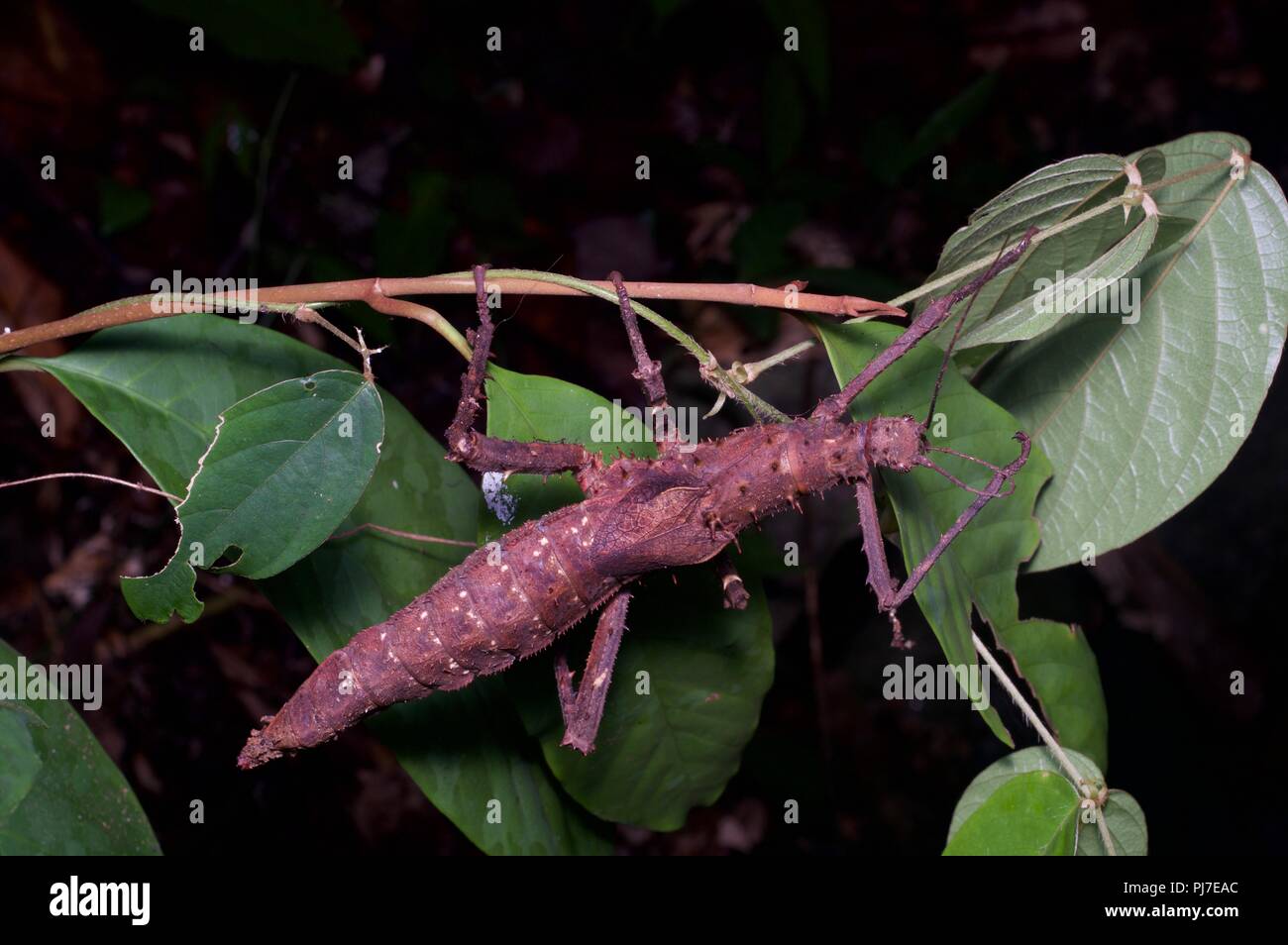 A phasmid (stick insect) in the rainforest at night at Gunung Gading ...