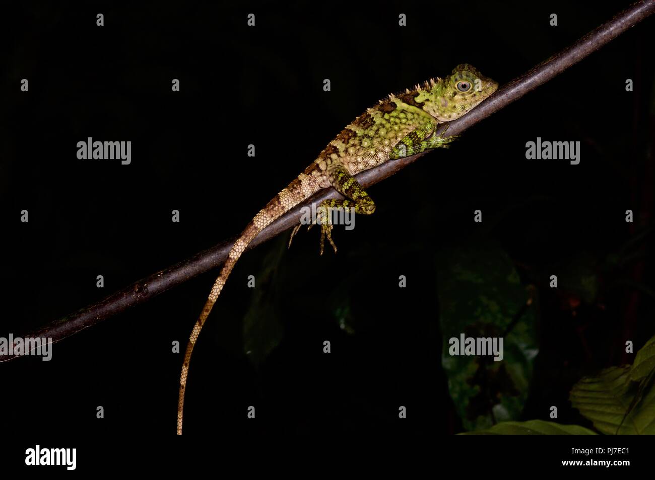 A Blue-eyed Angle-headed Lizard (Gonocephalus liogaster) resting at ...