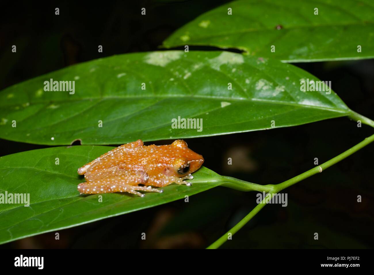 A Cinnamon Frog (Nyctixalus pictus) hunkered down on a leaf in the ...